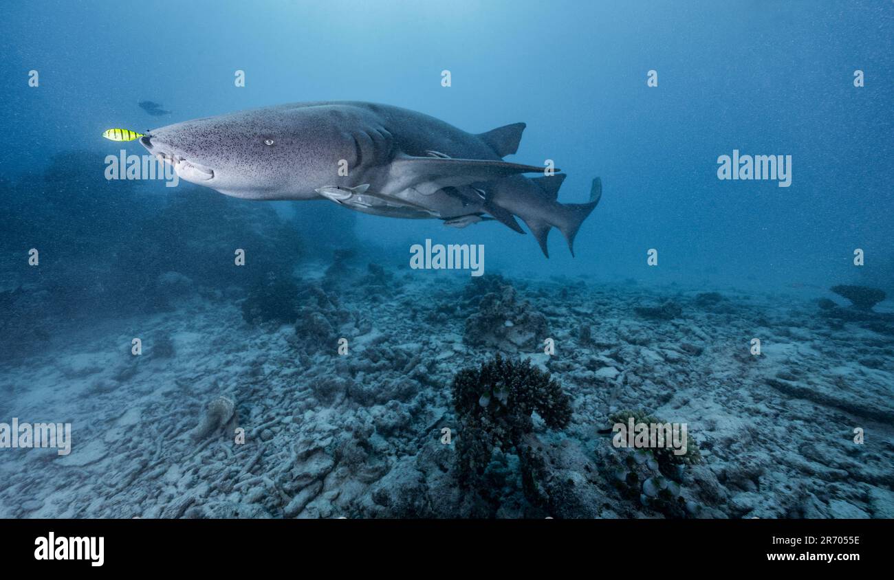 grey nurse shark with Remora fish in the Maldives Stock Photo - Alamy