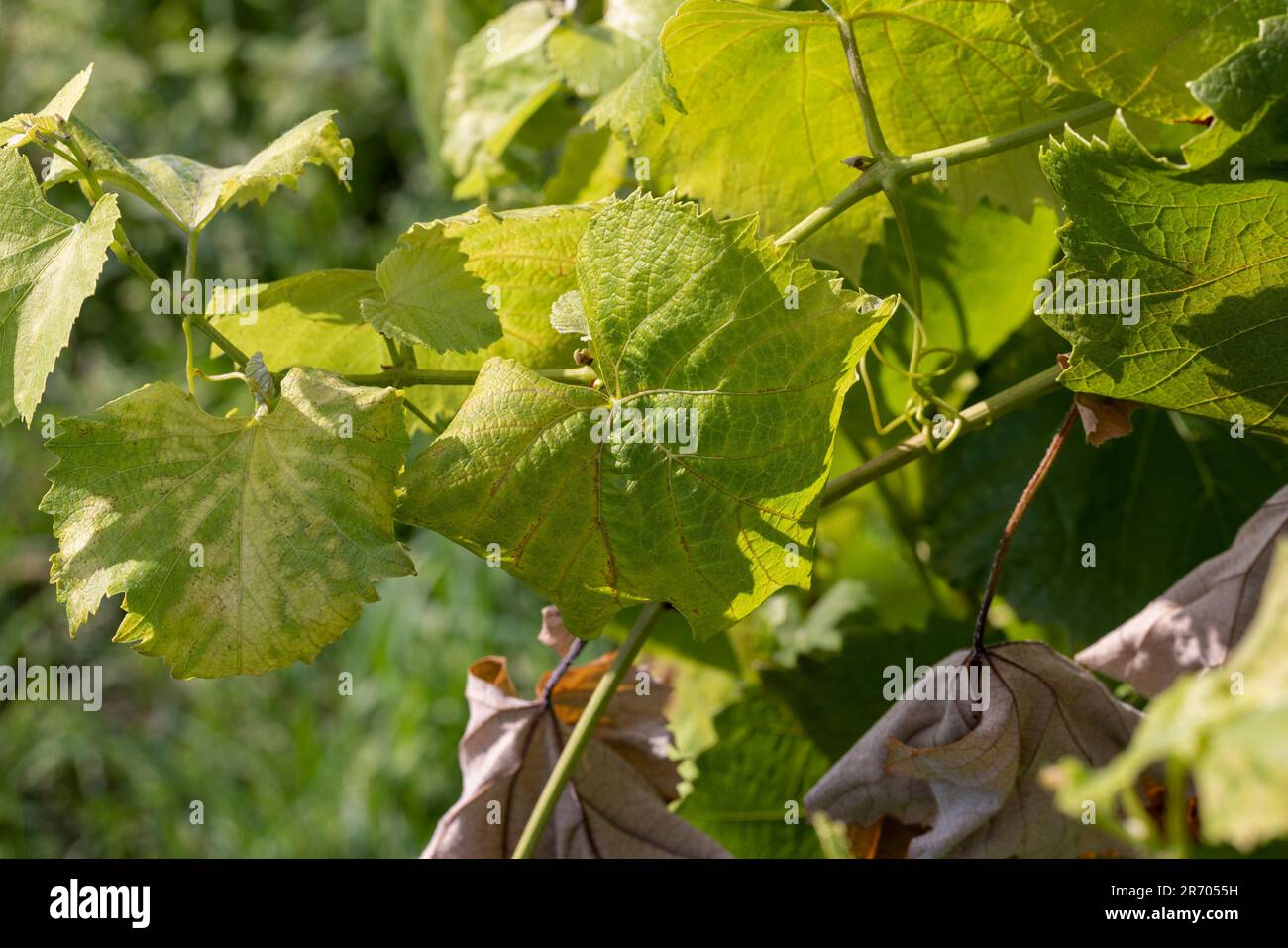 A vine with green foliage in summer, a thin vine in a vineyard in ...