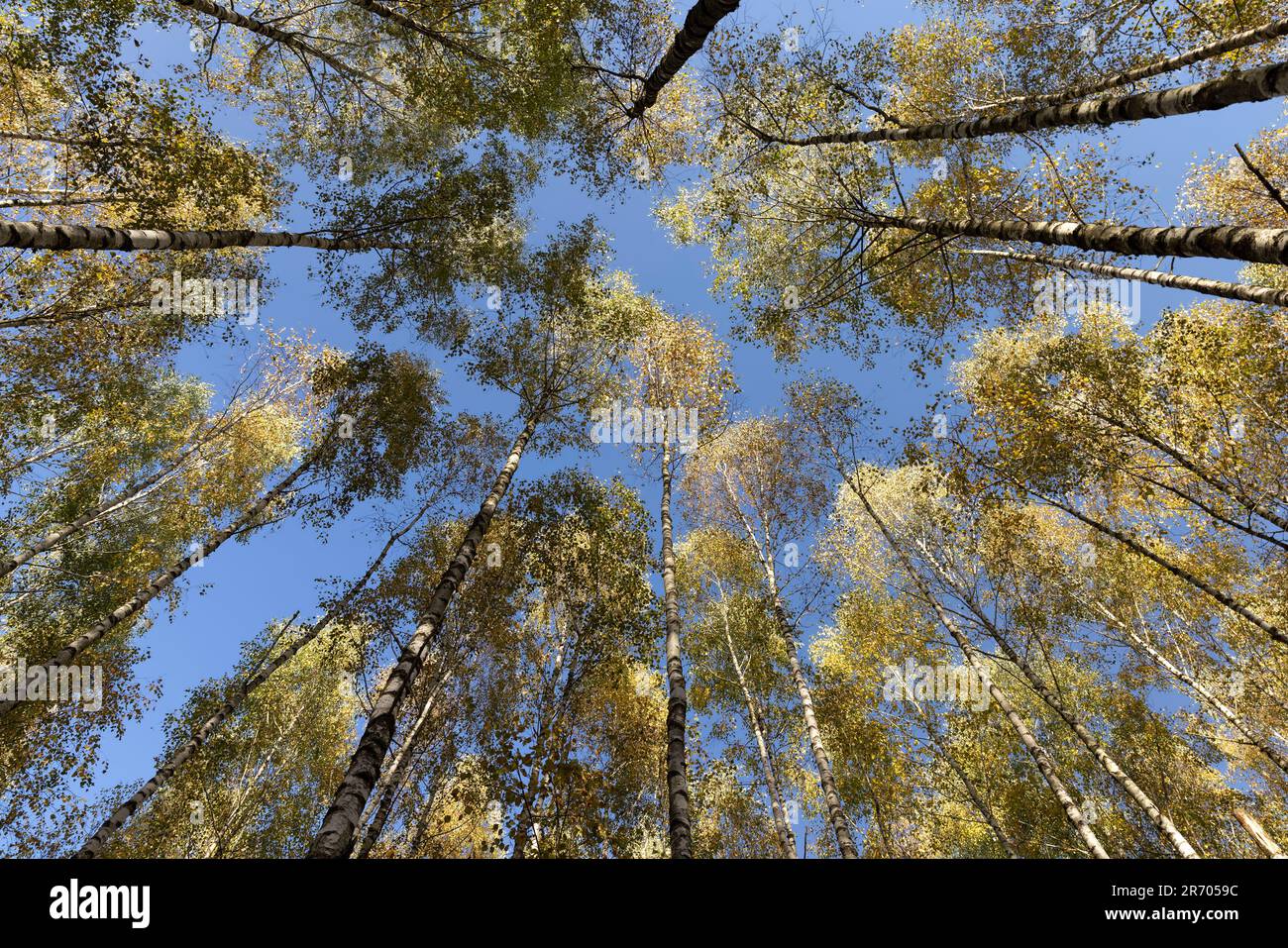 Birch forest with tall birch trees with yellow and green foliage, sunny ...