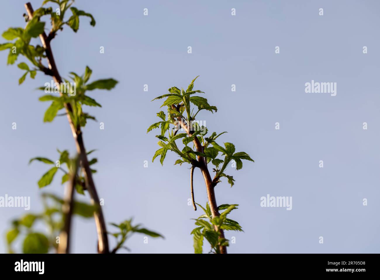 raspberry shrub with young green leaves in spring, the beginning of the ...