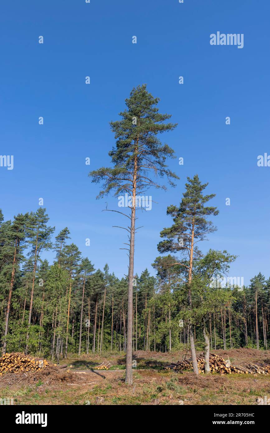 Deforestation for timber harvesting, timber harvesting in the forest ...