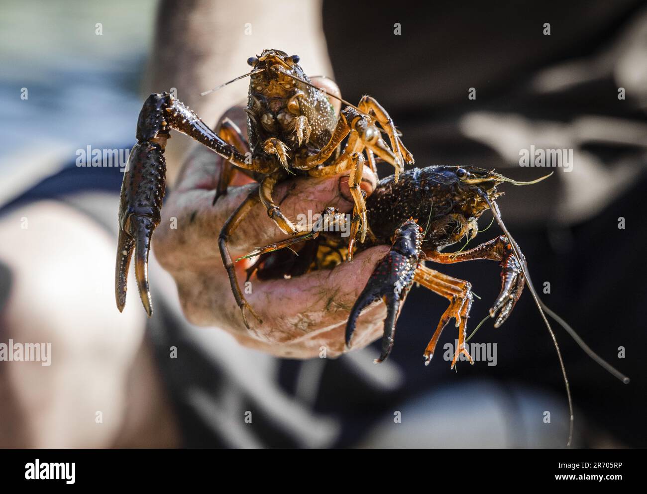 DORDRECHT - An American crayfish. These exotic crayfish cause problems ...