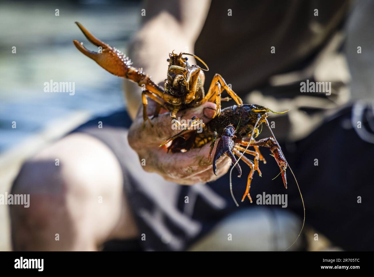 DORDRECHT - An American crayfish. These exotic crayfish cause problems ...