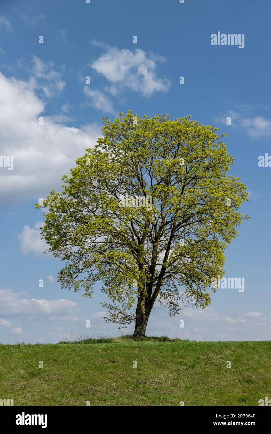 old tall maple in early spring without green foliage, beautiful old ...