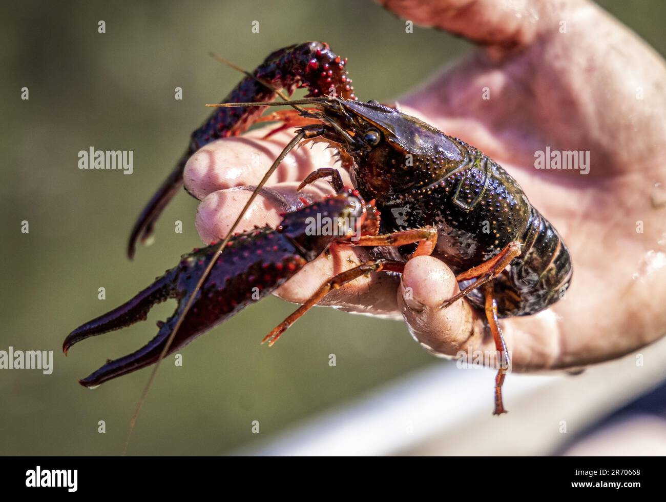 DORDRECHT - An American crayfish. These exotic crayfish cause problems ...