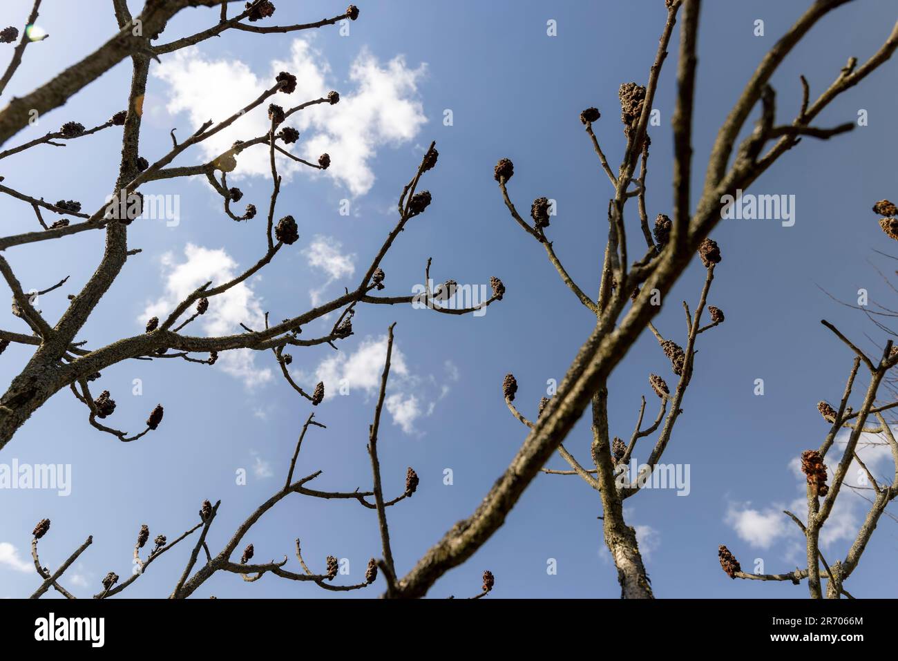 sumac tree in sunny weather in early spring, young sumac without ...