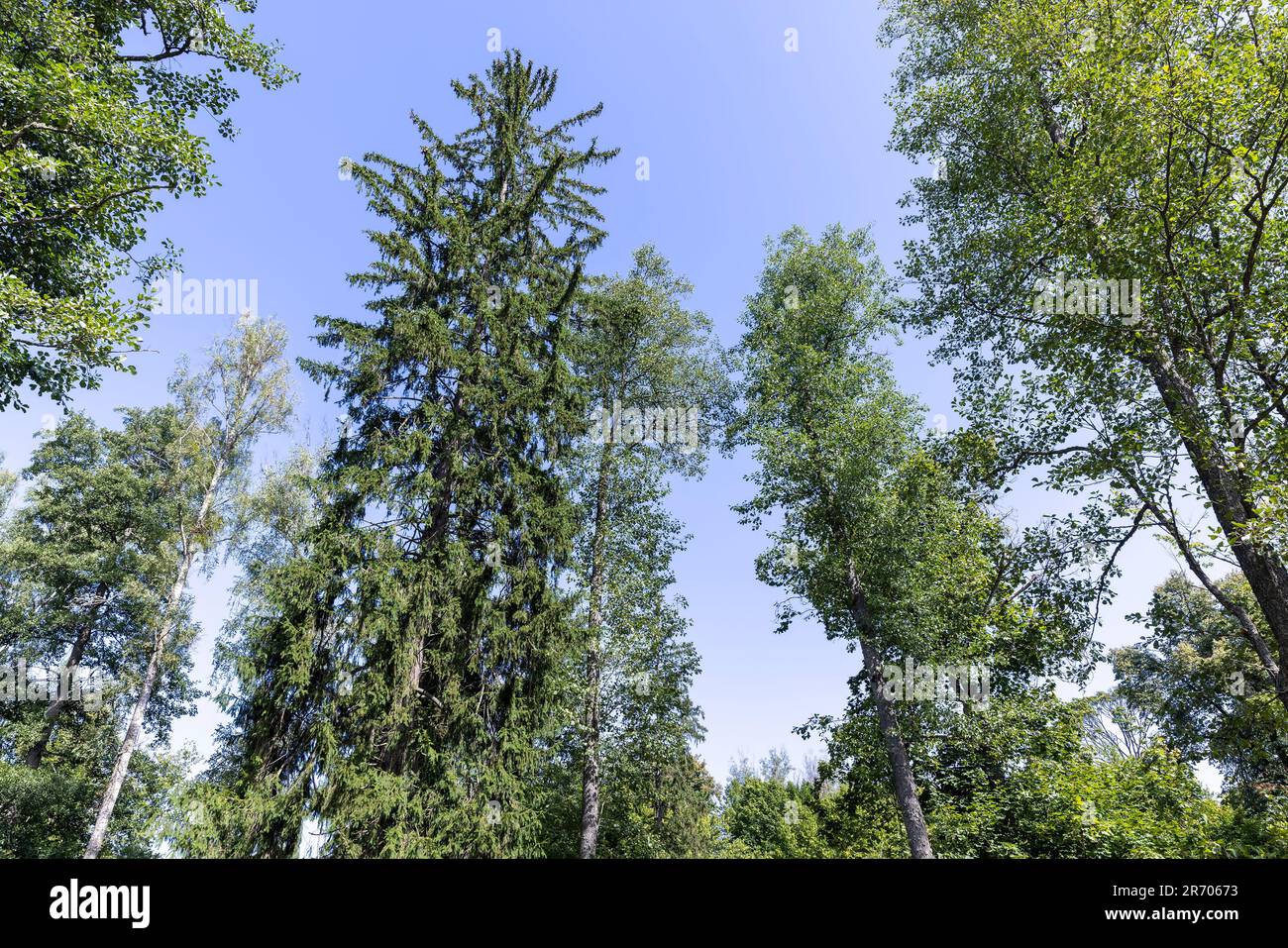 Trees in a mixed forest in summer, tall trees in sunny weather with ...