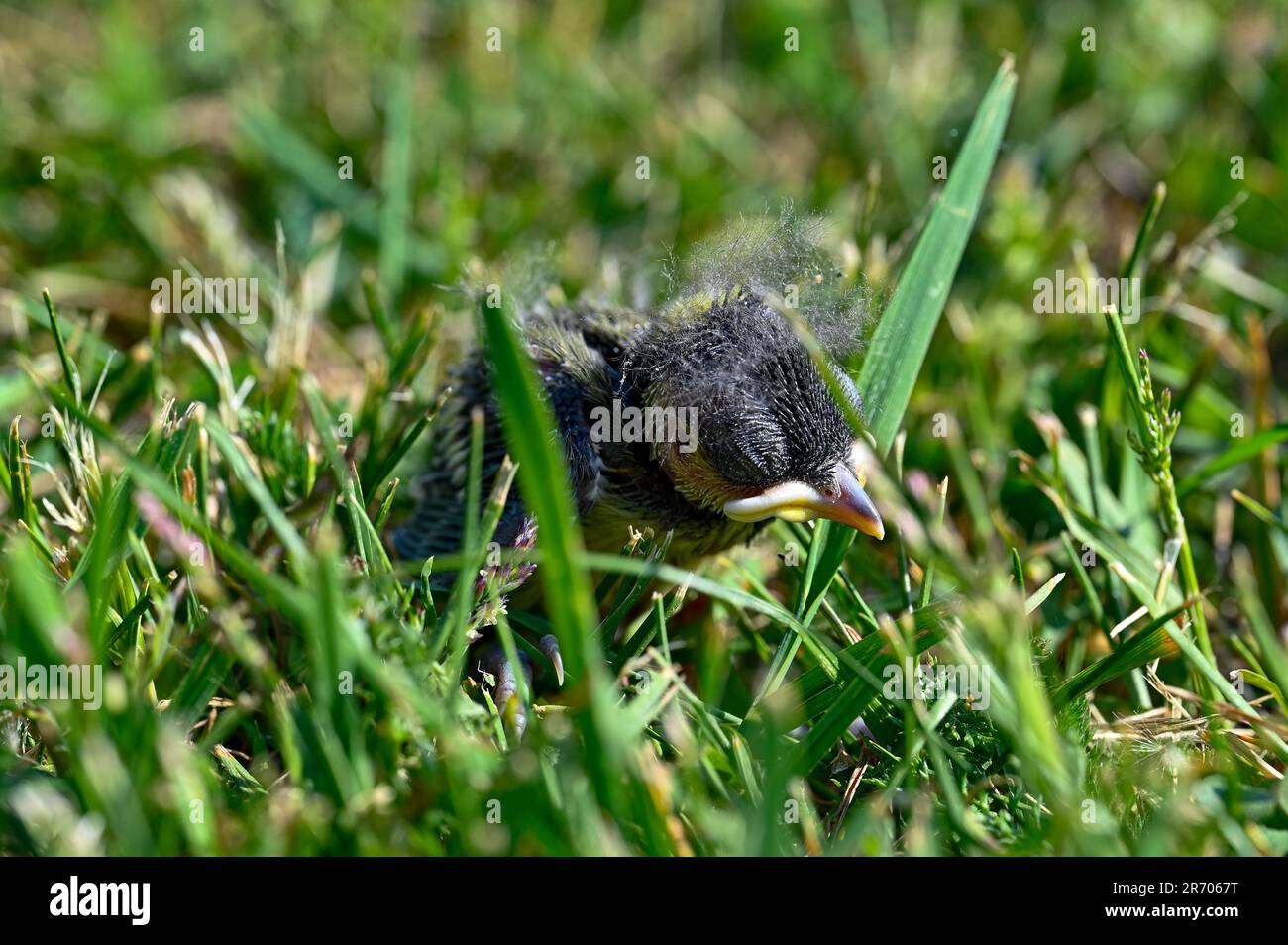 little bird fallen from tree down to lawn Stock Photo - Alamy