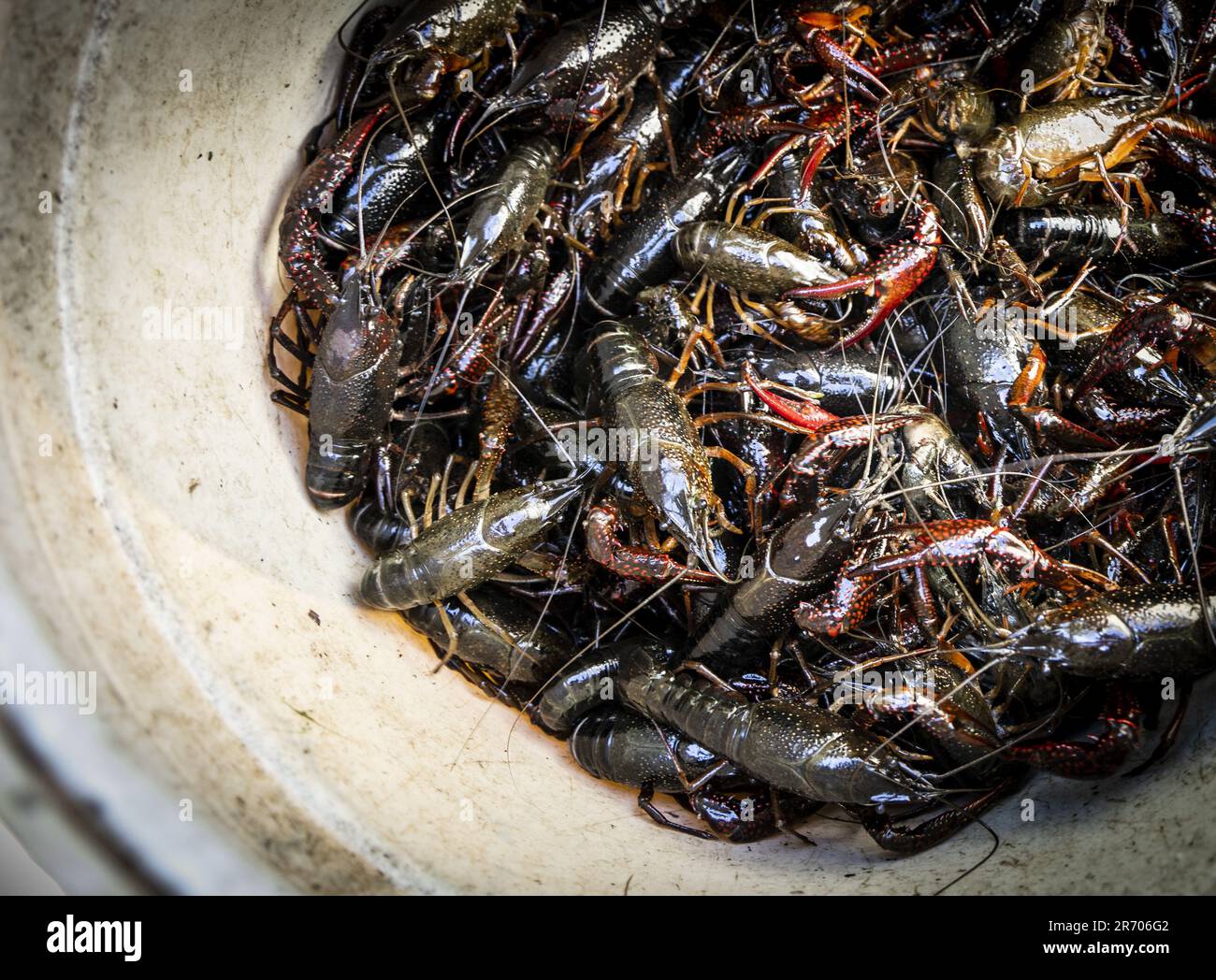 DORDRECHT - An American crayfish. These exotic crayfish cause problems ...