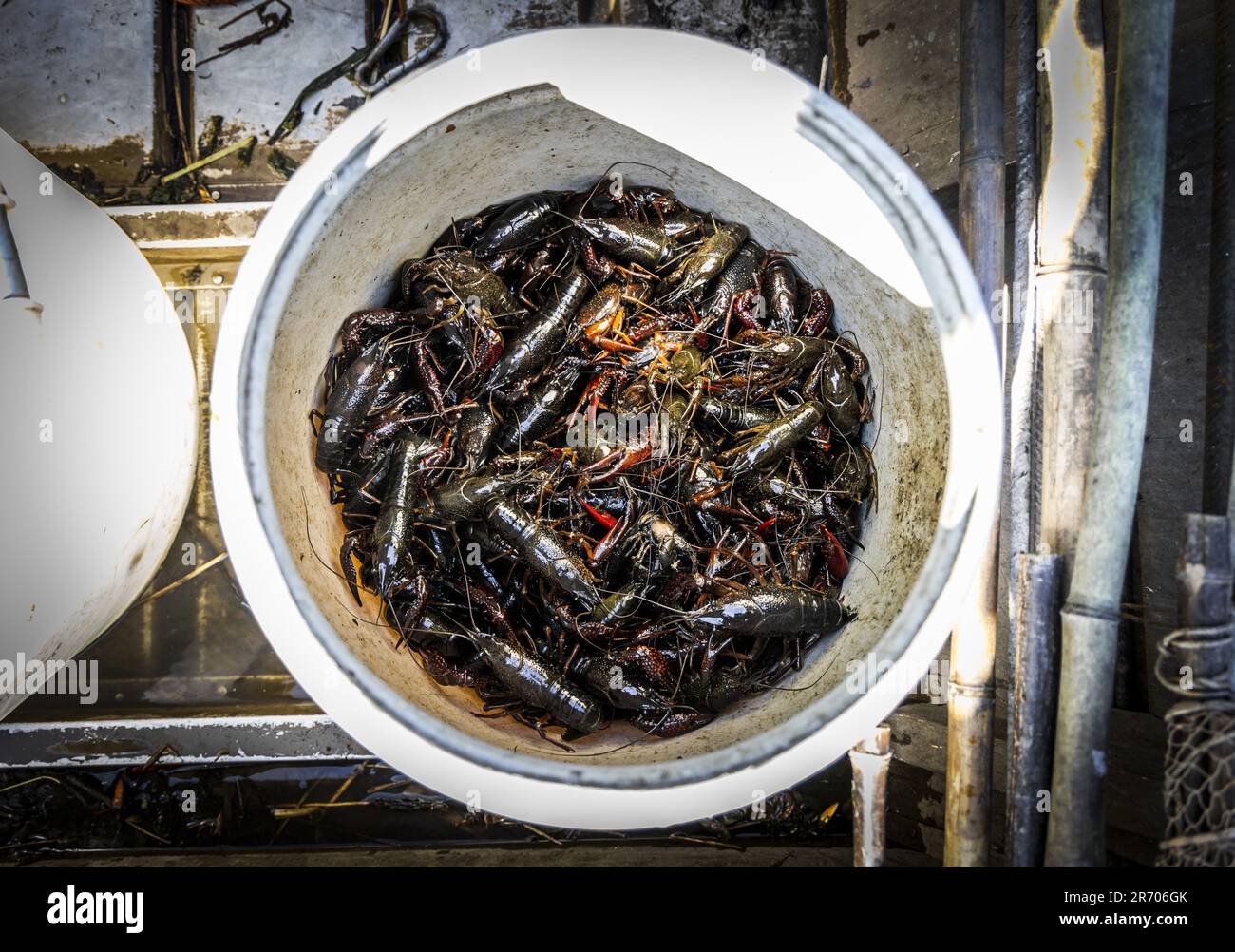 DORDRECHT - An American crayfish. These exotic crayfish cause problems ...