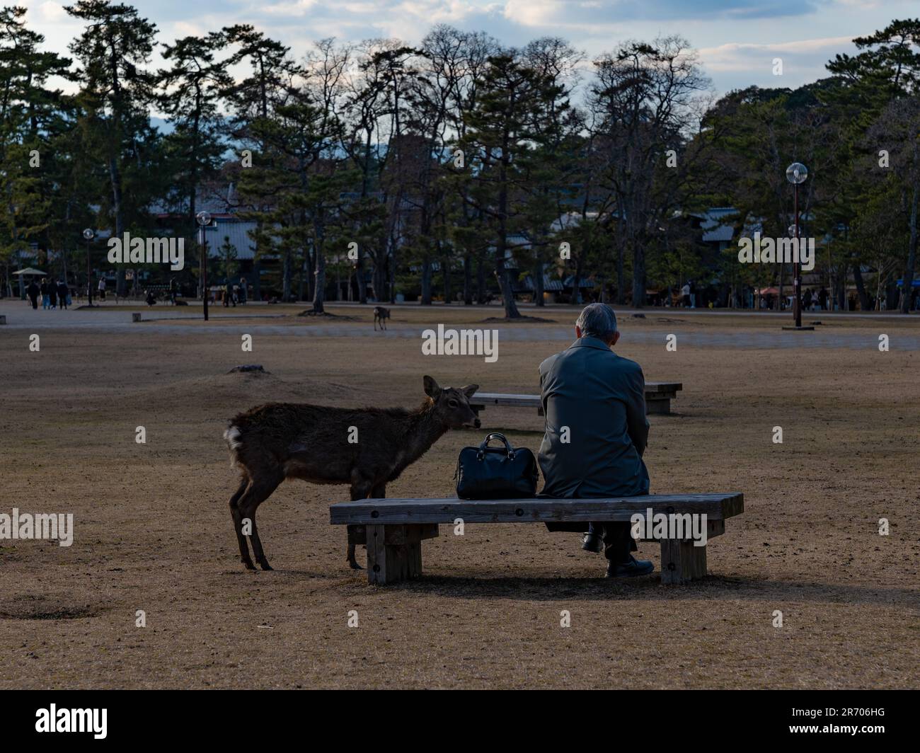 A young adult male sitting on a wooden park bench with a deer standing ...