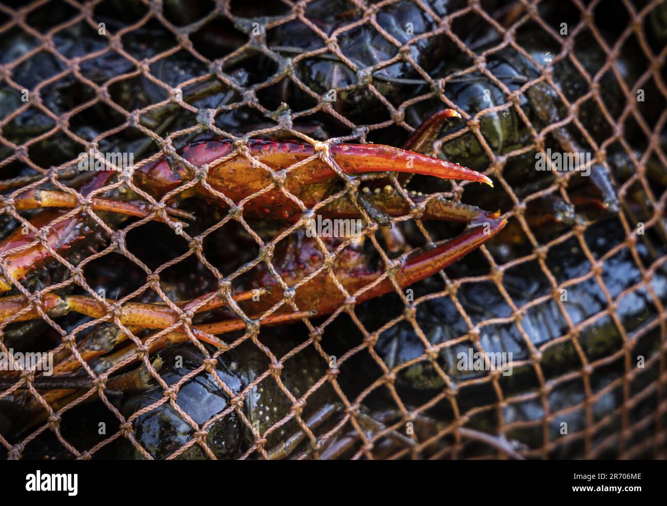 DORDRECHT - Crayfish fisherman Matthijs Makop inspects his nets for ...