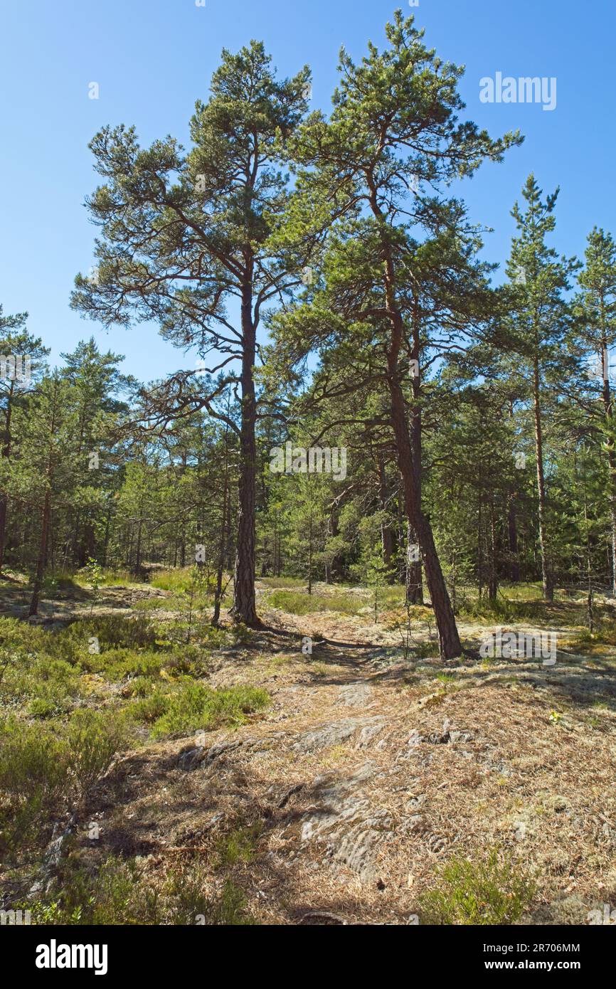 Landscape view of nature trail at summer time Stock Photo - Alamy