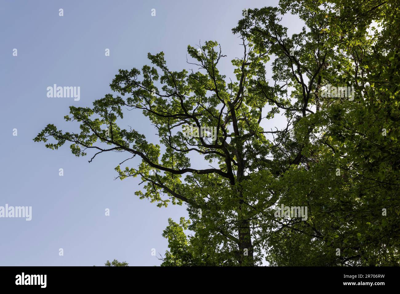 beautiful nature in the forest with different types of trees, tall ...