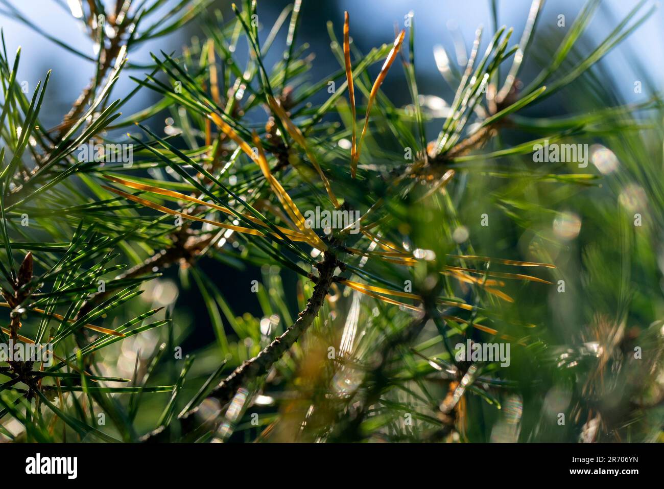 Coniferous pine tree with long needles, long green needles on the tree ...