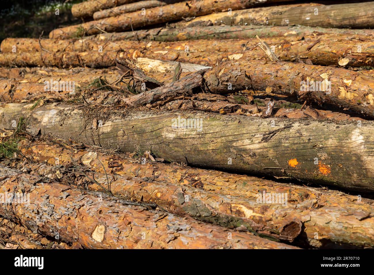 a pile of pine trunks for further processing at a sawmill, sawn pine ...