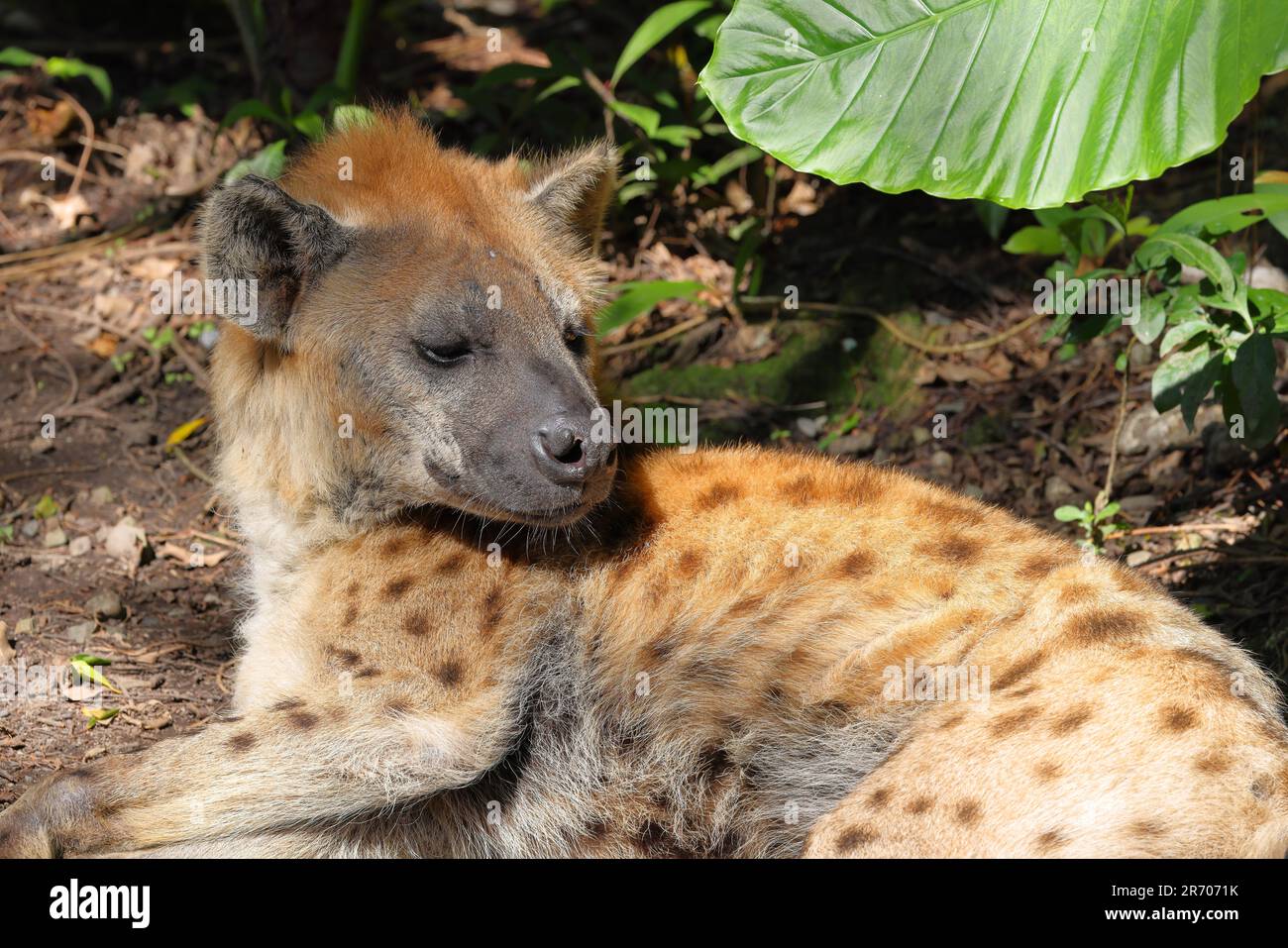 Spotted hyena Crocuta crocuta, family of hyenas in the Africa Stock ...