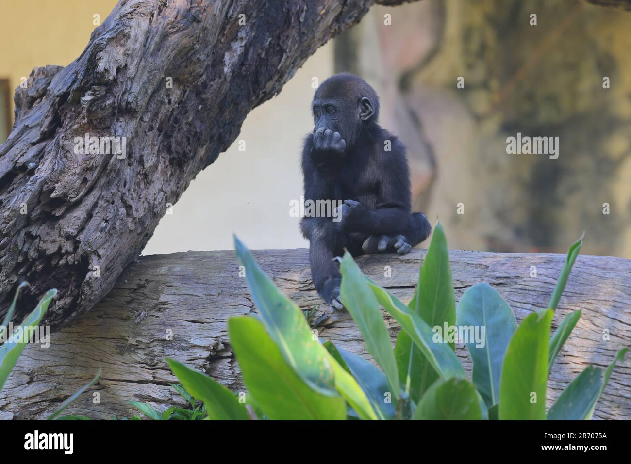 Gorilla family at Taipei zoo in Taipei Taiwan Stock Photo - Alamy