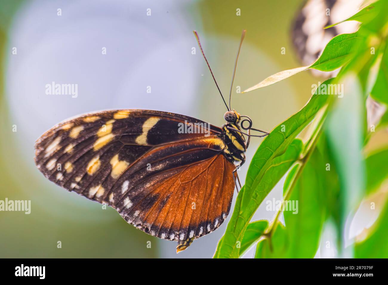 tarricina longwing butterfly, (Tithorea tarricina), with closed wings ...