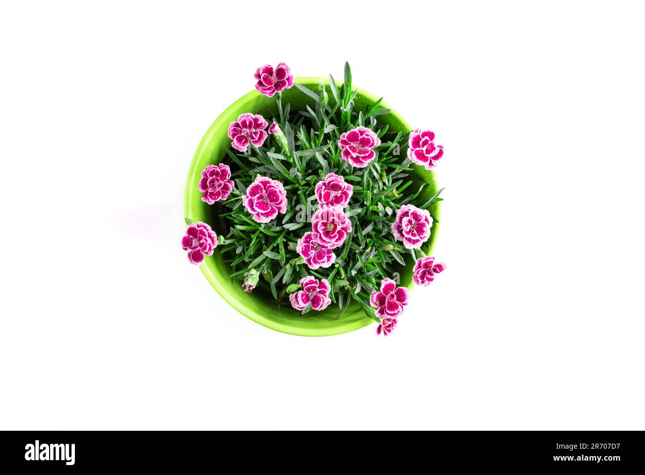 Top view of purple mini carnation dianthus in colorful flower pot Stock ...