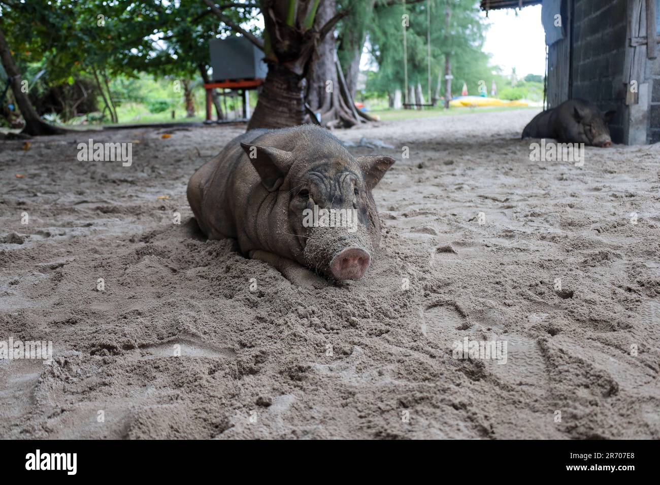 Pig building hi-res stock photography and images - Alamy