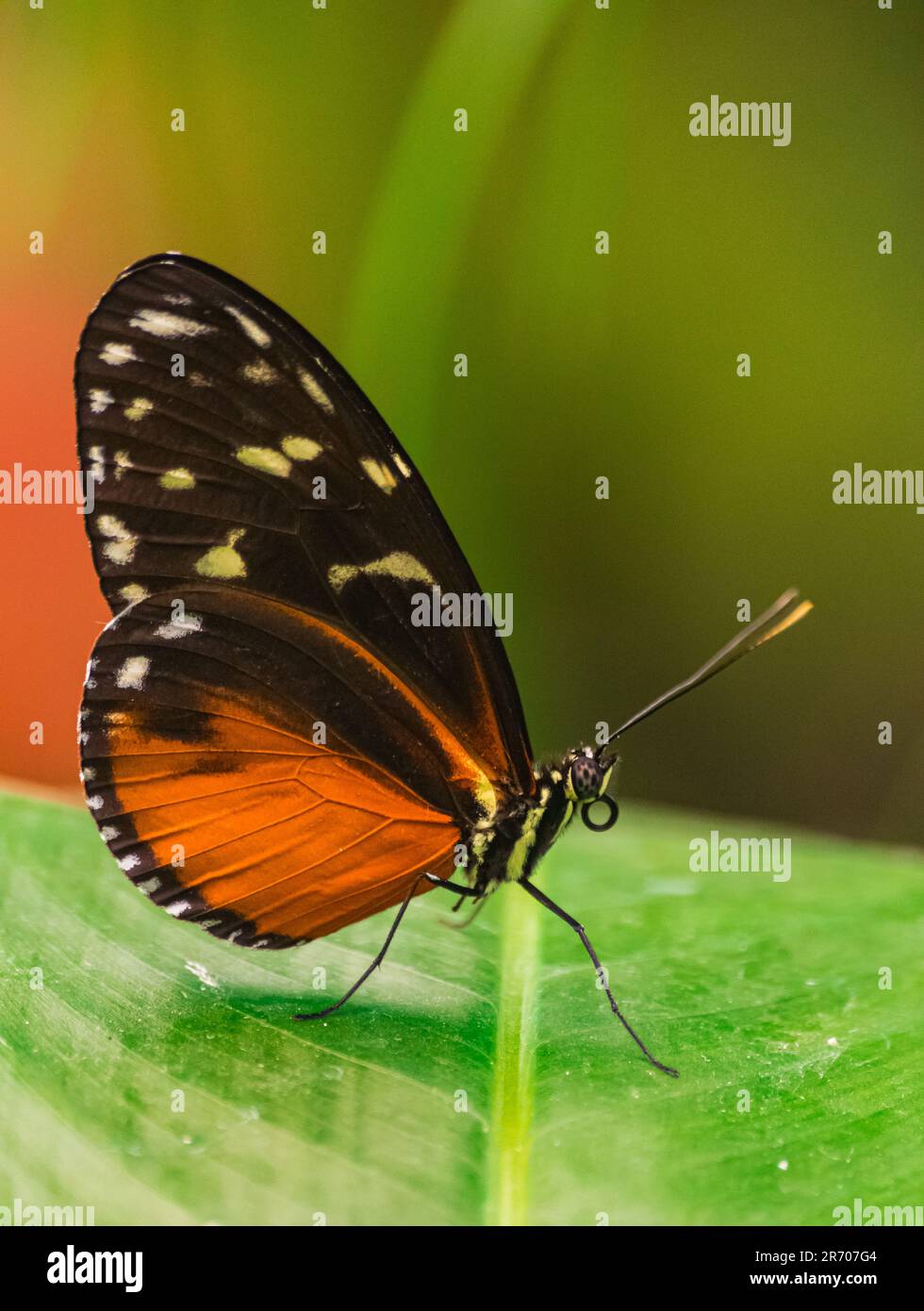 Cream spotted longwing hi-res stock photography and images - Alamy