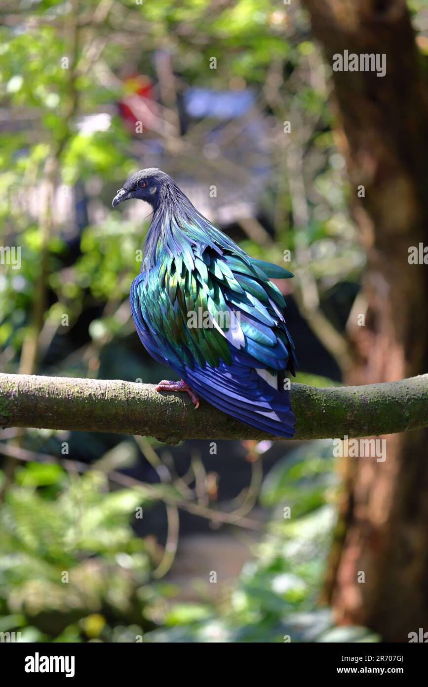 The Nicobar pigeon or Nicobar dove (Caloenas nicobarica) a bird found ...