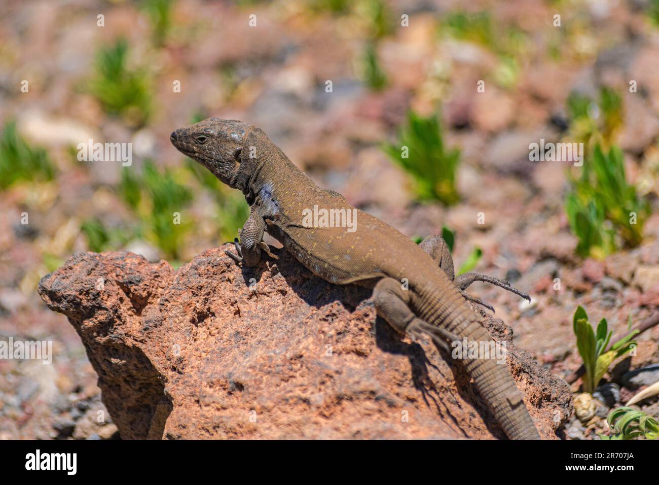Male Gallot's lizard, (Gallotia galloti galloti), on volcanic rock and ...