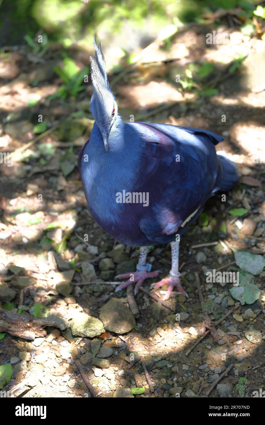 Western crowned pigeon or blue crowned pigeon Goura cristata at zoo in ...