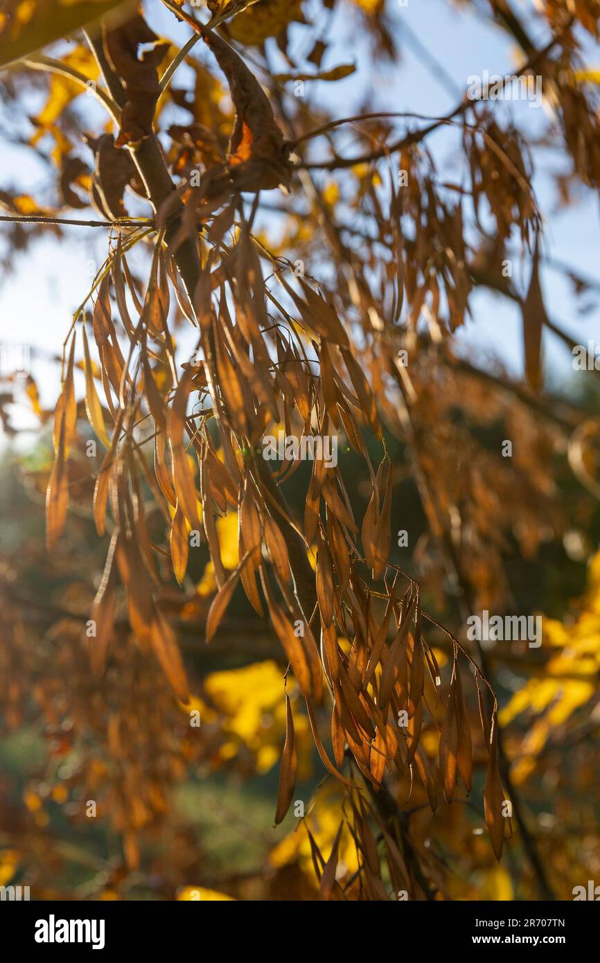 Autumn park with trees during leaf fall, leaf fall in the autumn season ...