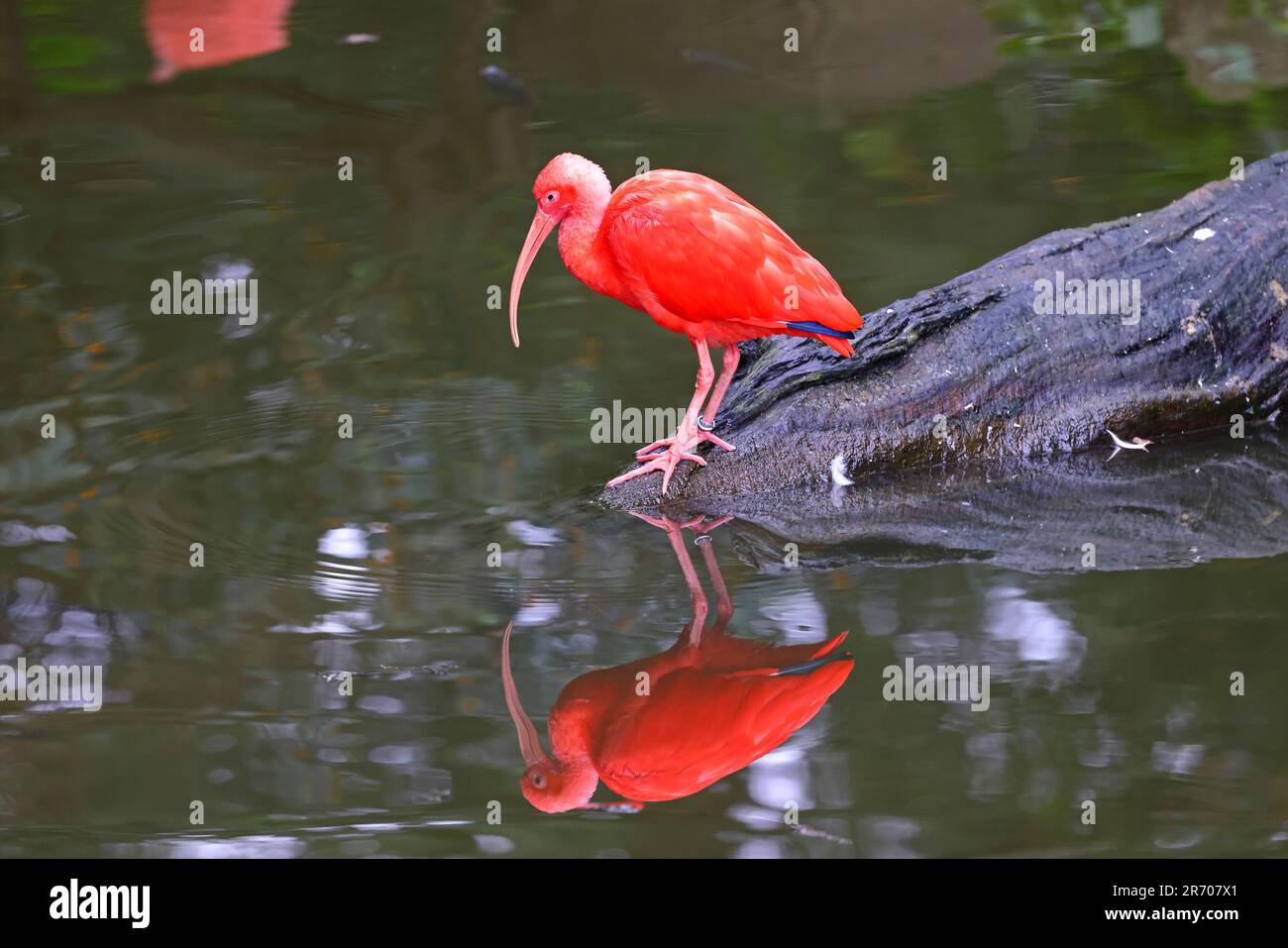 The Scarlet Ibis, a native to tropical and subtropical regions of South ...