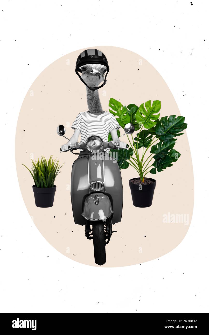 Vertical composite illustration stupid driver bird ostrich headless ...