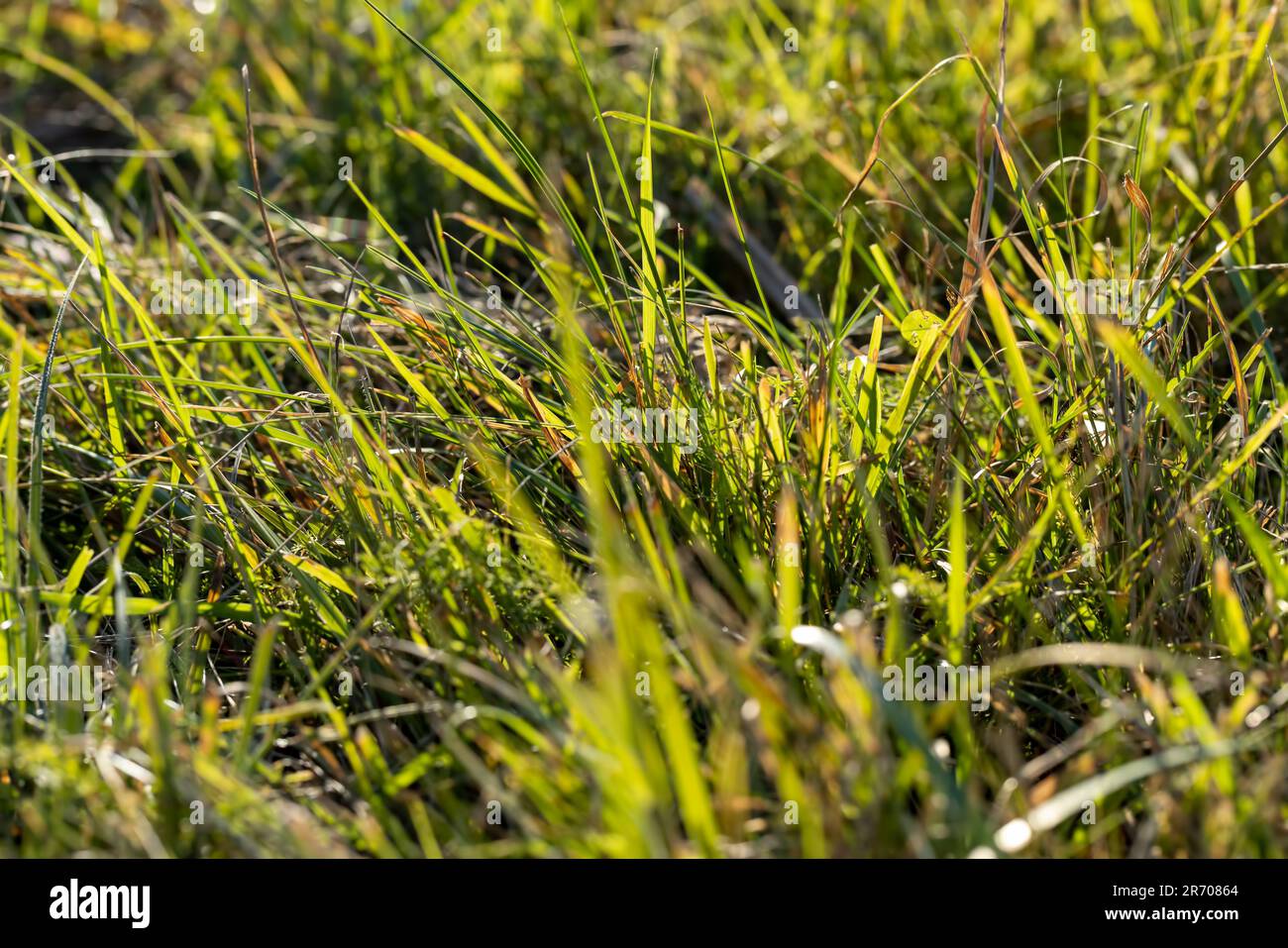 Green grass with a lot of damage and defects, grass in the autumn ...