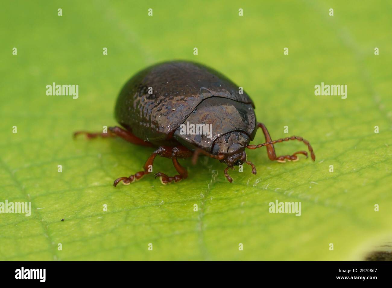 Natural detailed closeup on the shiny Bronze leaf beetle, Chrysolina ...