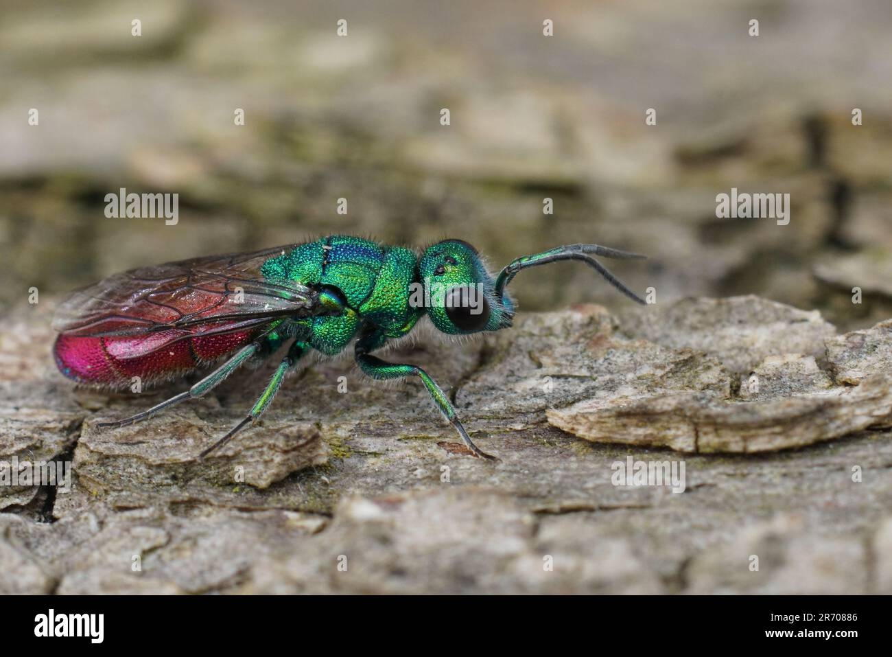 Natural closeup on the colorful metallic green to red Chrysula ...
