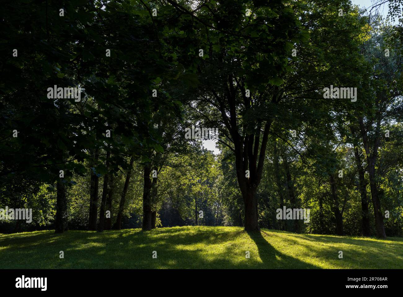 Deciduous trees with green foliage in summer, old trees with foliage in ...