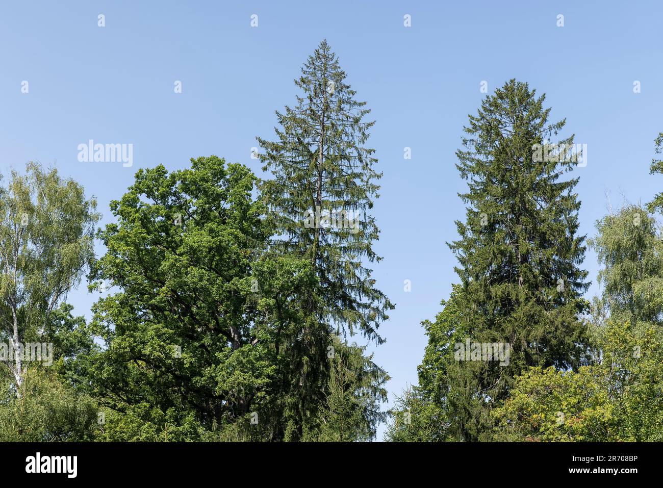 Trees in a mixed forest in summer, tall trees in sunny weather with ...