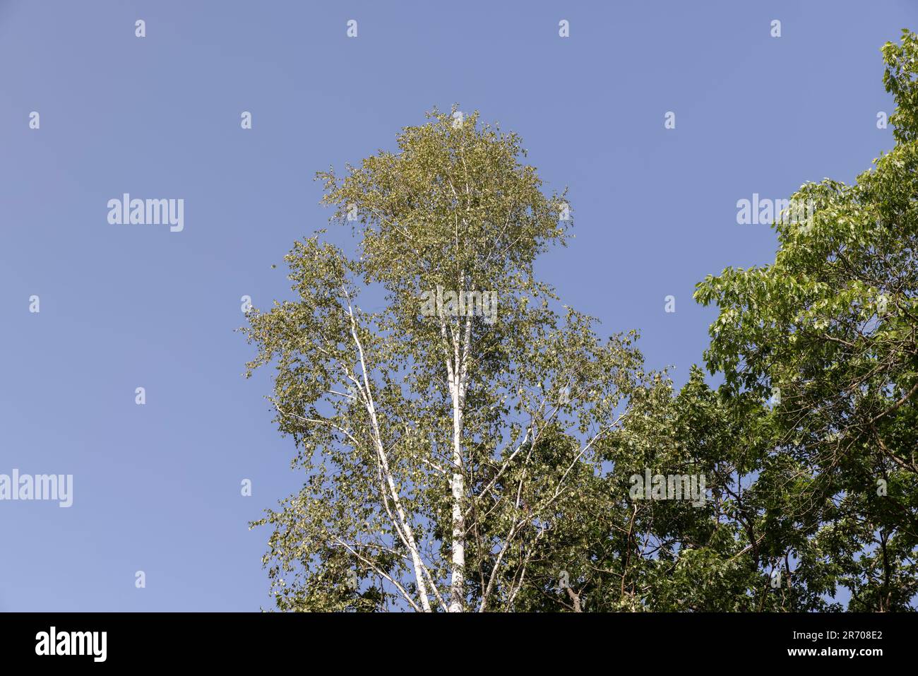 A variety of trees growing in the park , sunny summer weather in the ...