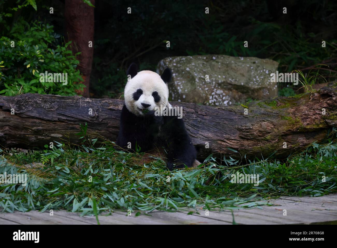 Giant panda eating bamboo at Taipei in Taipei Taiwan Stock Photo - Alamy