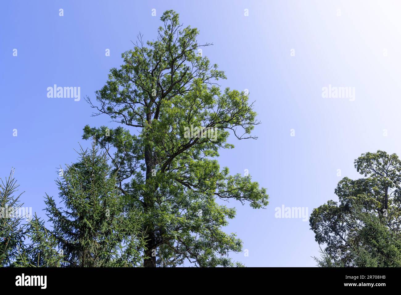 Trees in a mixed forest in summer, tall trees in sunny weather with ...