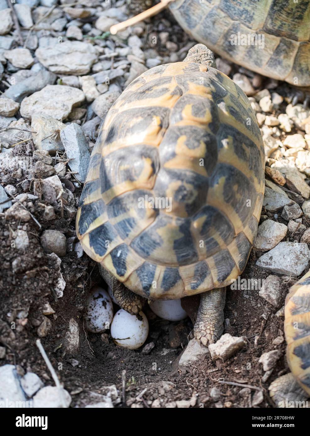Eggs of a Hermanns tortoise, Testudo hermanni Stock Photo - Alamy