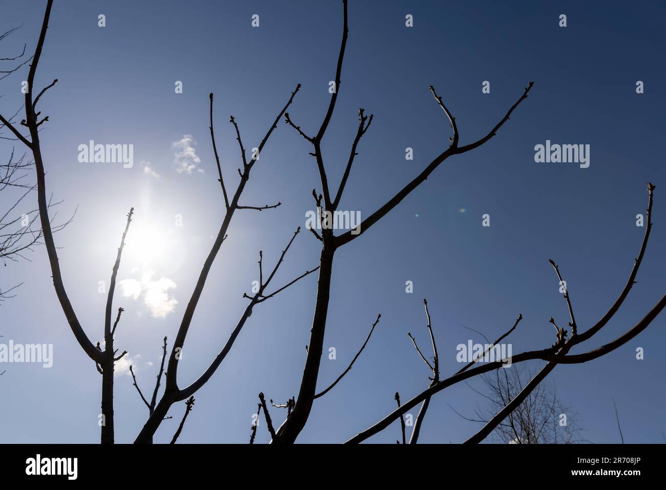 Manchurian walnut tree in sunny weather in early spring, young ...
