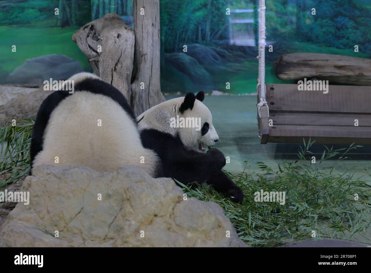 Giant panda eating bamboo at Taipei in Taipei Taiwan Stock Photo - Alamy