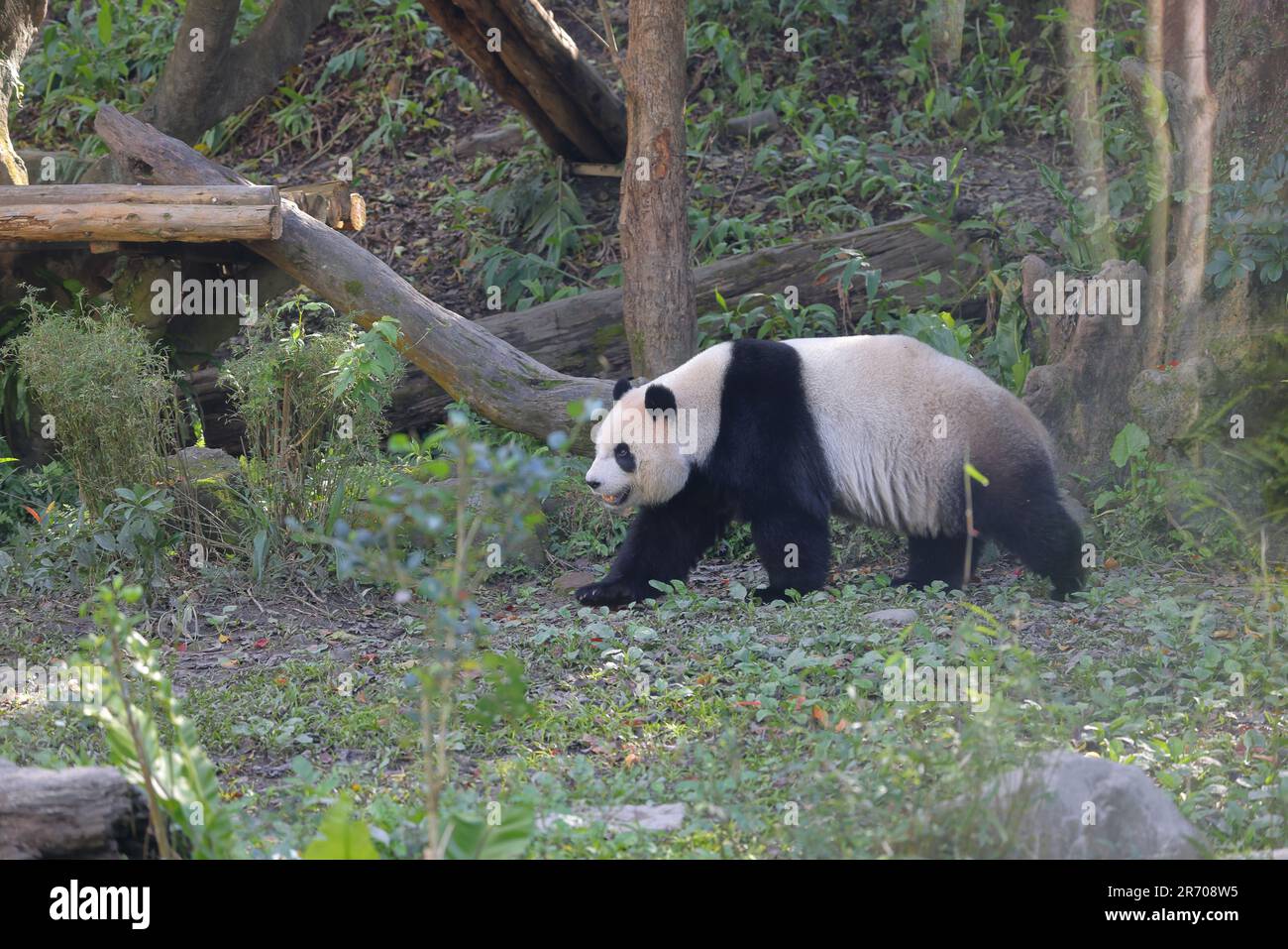 Giant panda eating bamboo at Taipei in Taipei Taiwan Stock Photo - Alamy