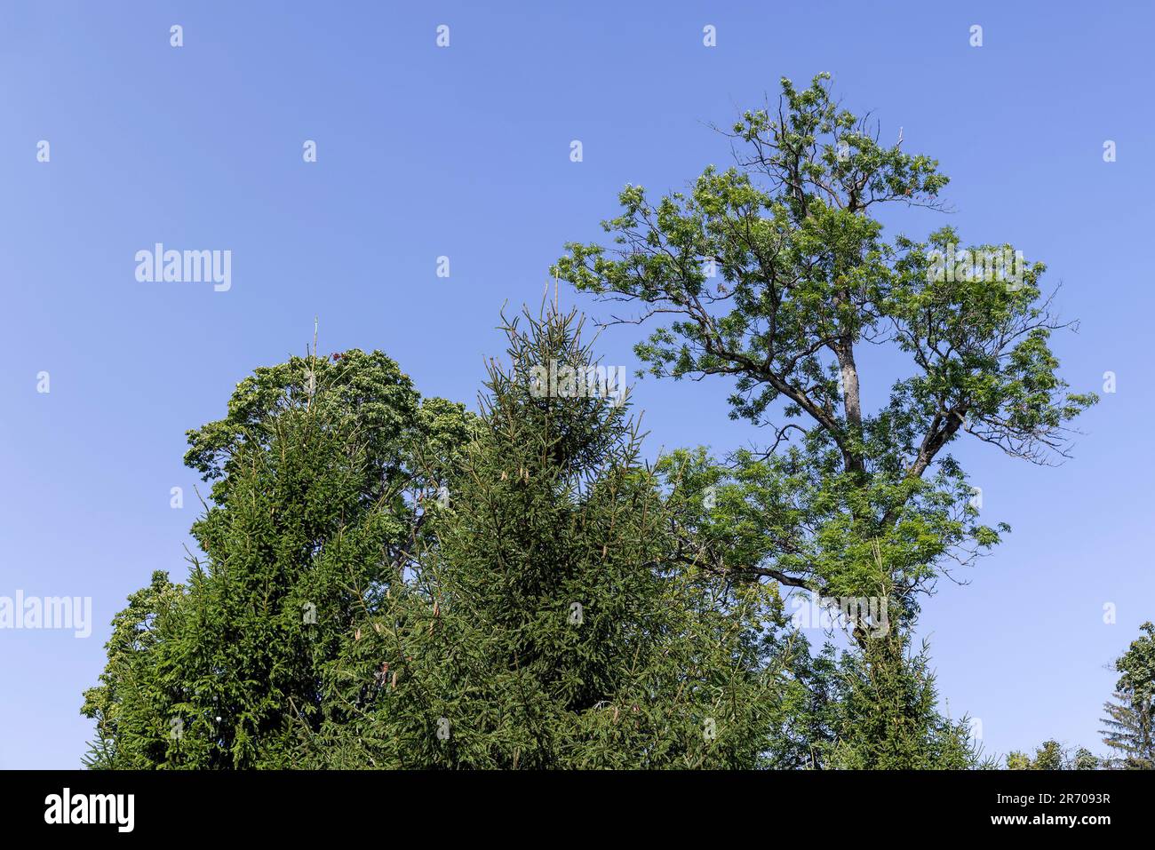 Trees in a mixed forest in summer, tall trees in sunny weather with ...