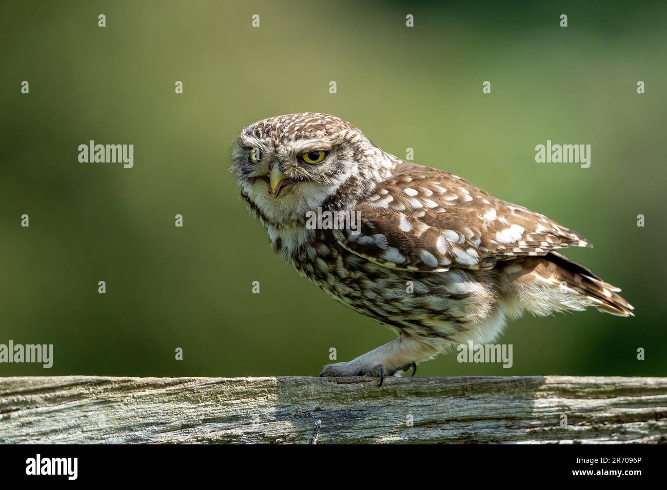 The curious little owl. Worcestershire, England: ADORABLE images of the ...