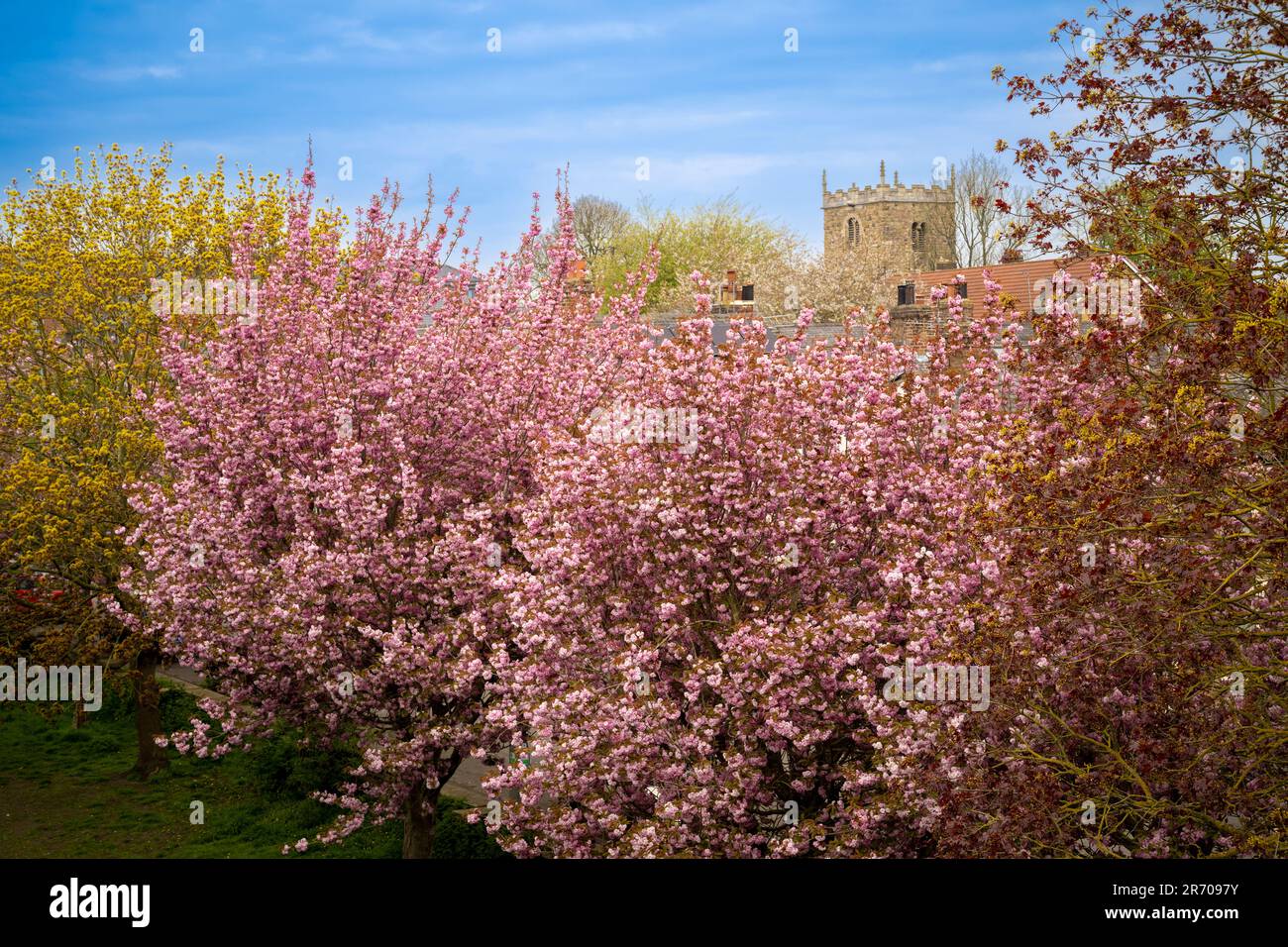 Trees bearing yellow, and pink blossom with St Mary's church tower in ...