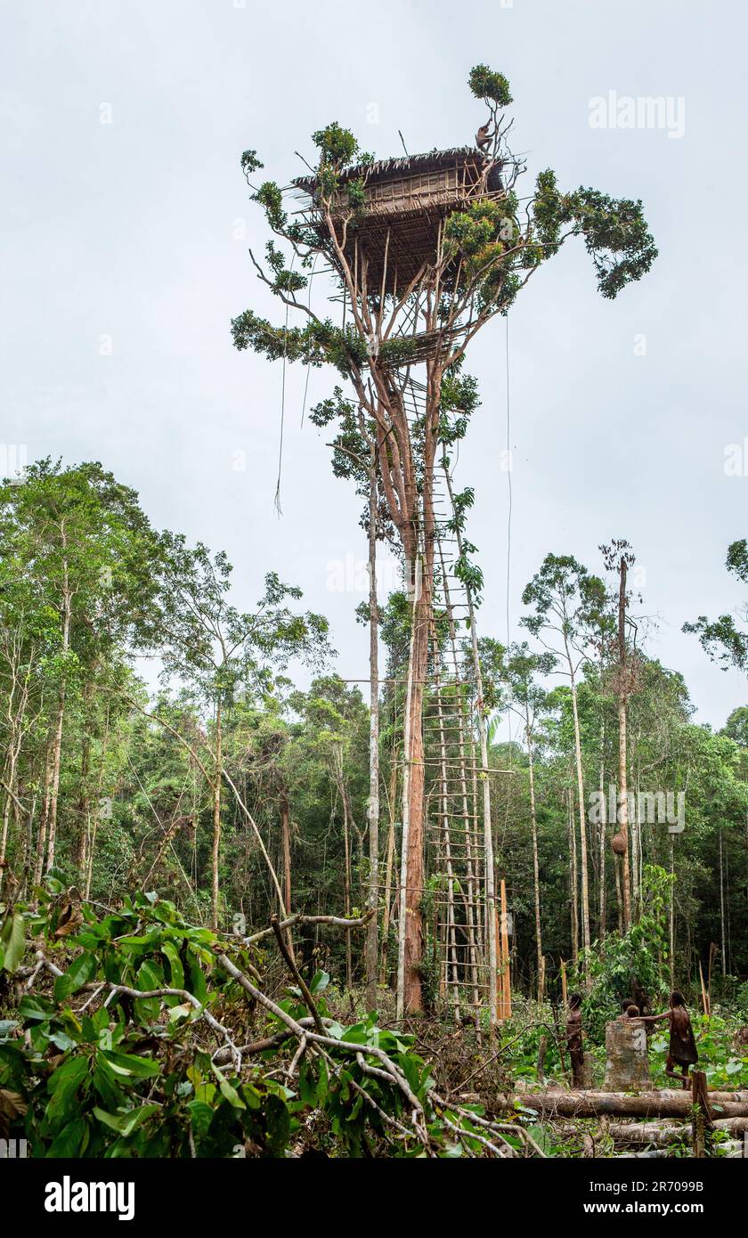 Korowai tree house hi-res stock photography and images - Alamy