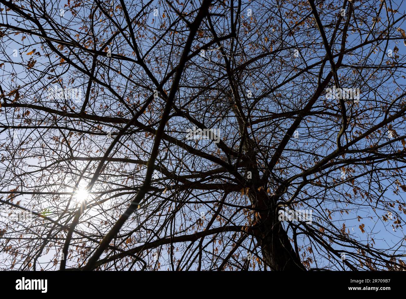 the old dry oak foliage hanging on the branches, fallen from autumn and ...