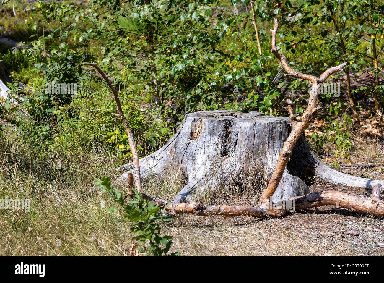 An old dried tree stump in the summer, a felled tree in the forest ...